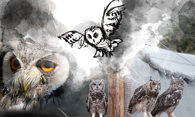 Rebuilding The Owl Rescue Centre | The Star Foundation