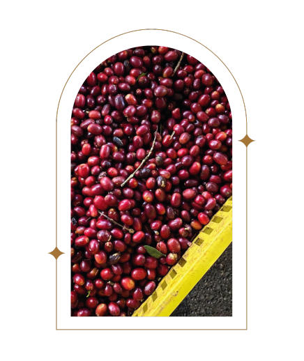 Day 12 | Colombia Inmaculada Sudan Rume - Red Rooster Coffee
