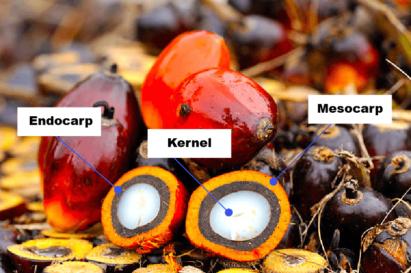A Comprehensive Guide to the Palm Oil Production Process.
