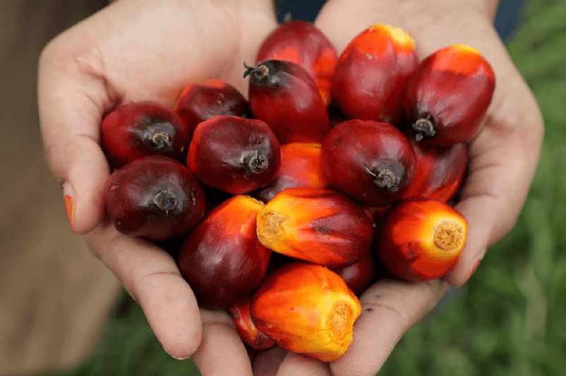 A Comprehensive Guide to the Palm Oil Production Process.