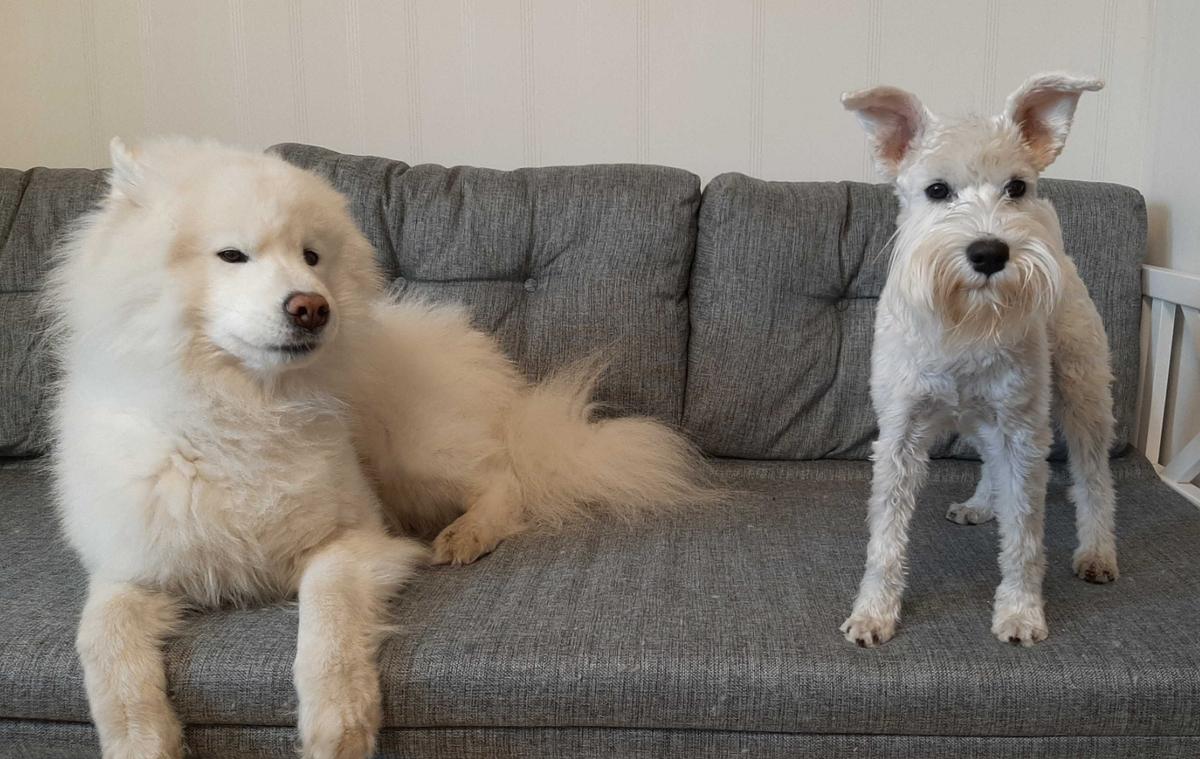 Clojurescript Next Level – Metosin