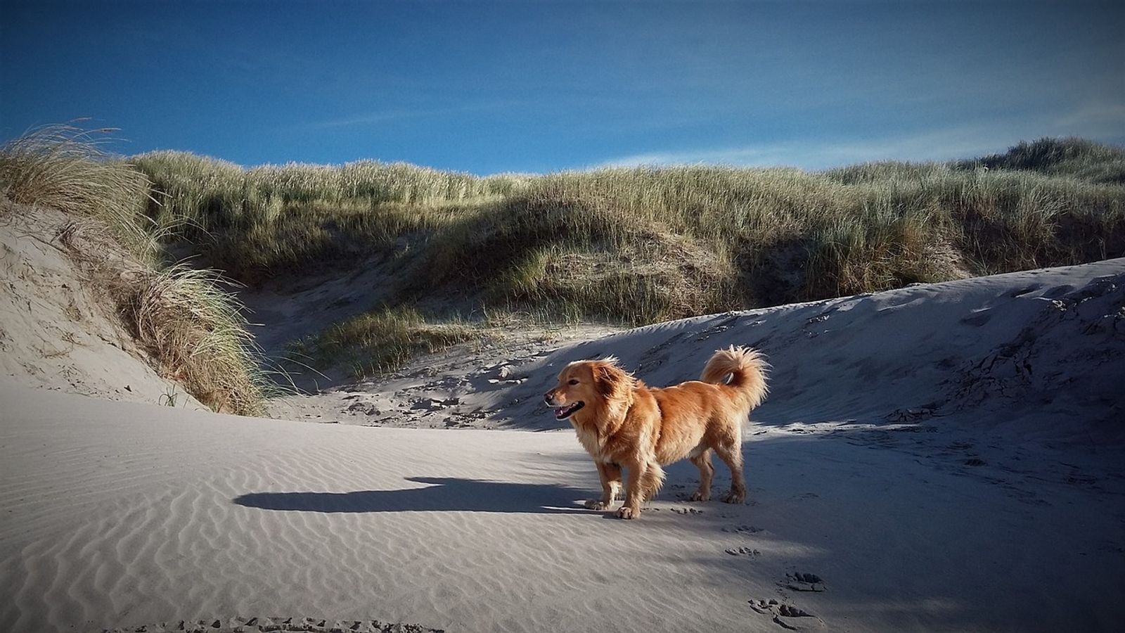 11 dog-friendly beaches in Cornwall