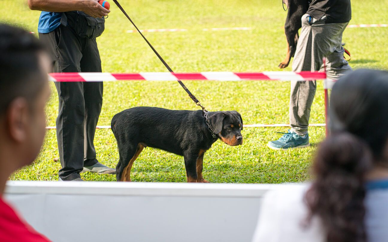 2026's best dog-friendly events | Dog Friendly Cottages