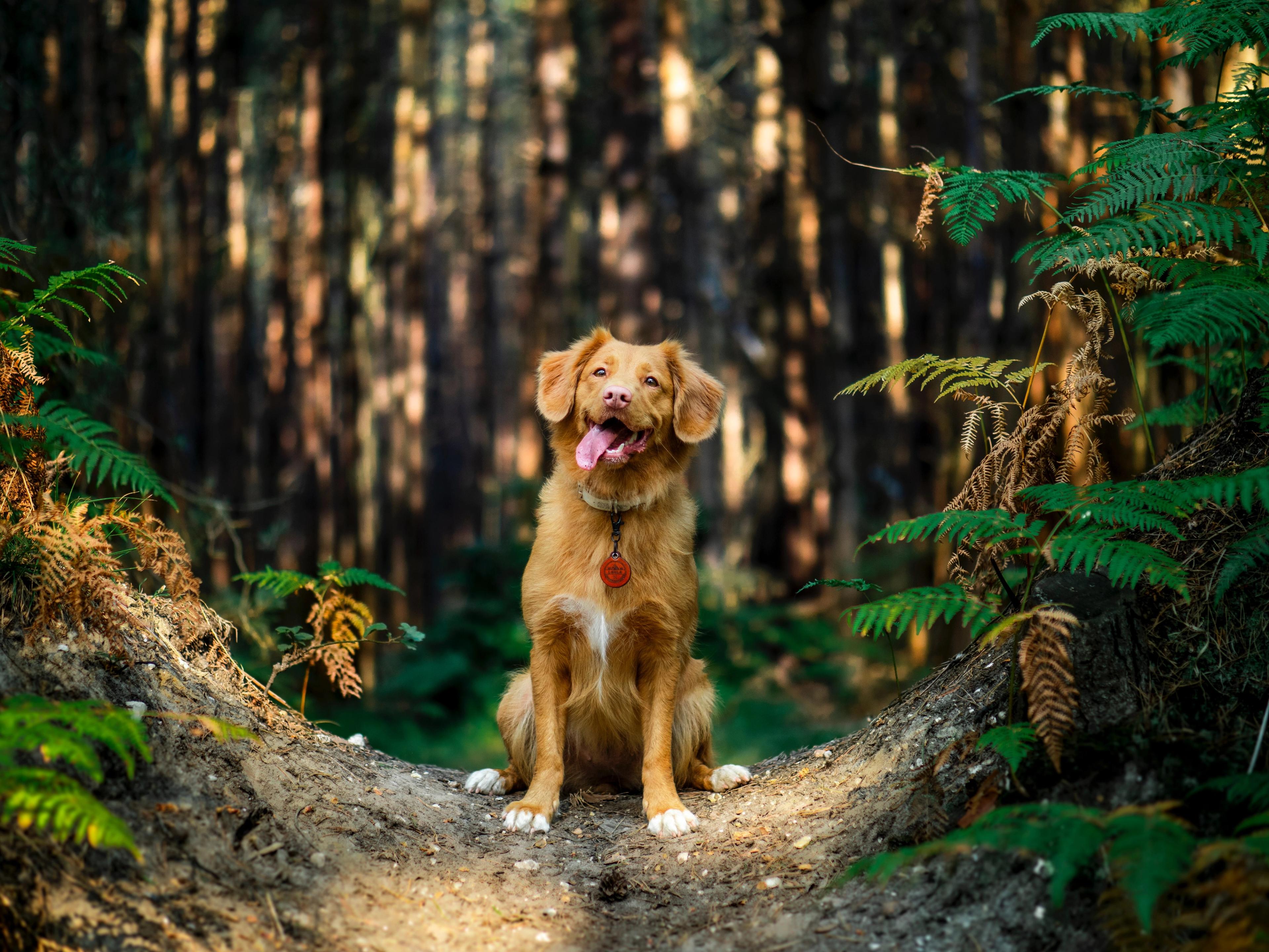 The UK’s most dog-friendly forests | Dog Friendly Cottages