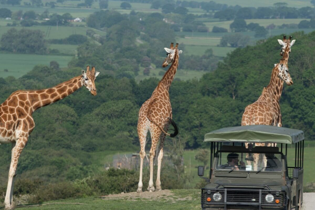 Seven best safari parks in the UK to explore