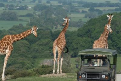 Seven best safari parks in the UK to explore