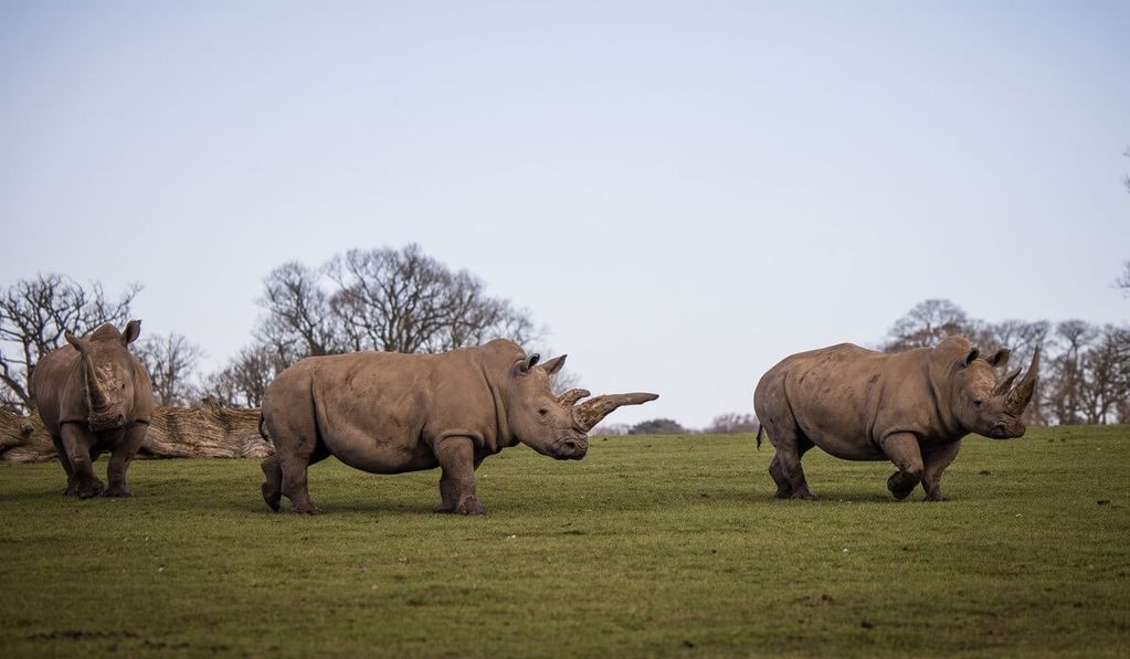 Seven best safari parks in the UK to explore