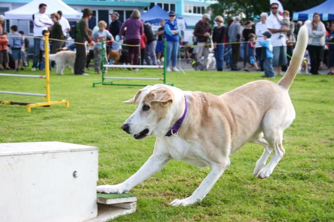 2026's best dog-friendly events | Dog Friendly Cottages