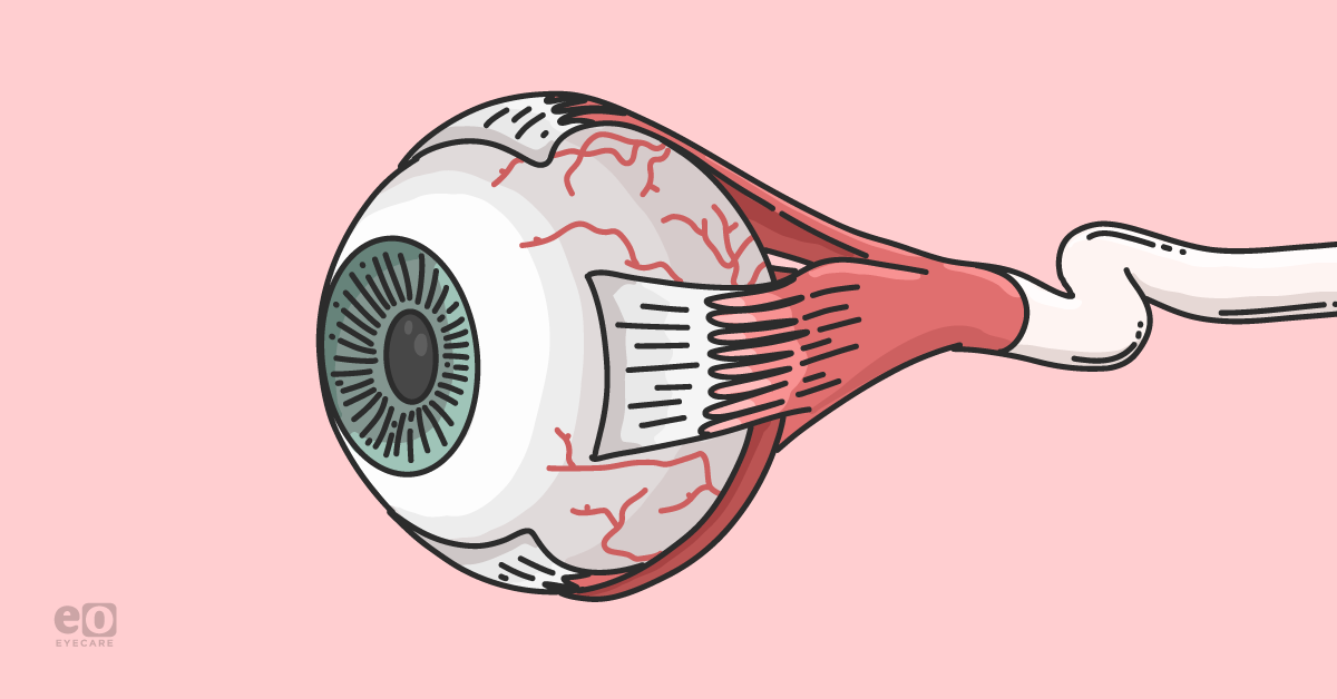 Developments in Whole-Eye Transplantation