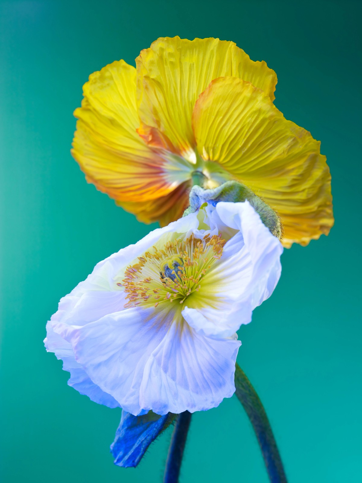 Thomas Brown Photography & Visuals Director