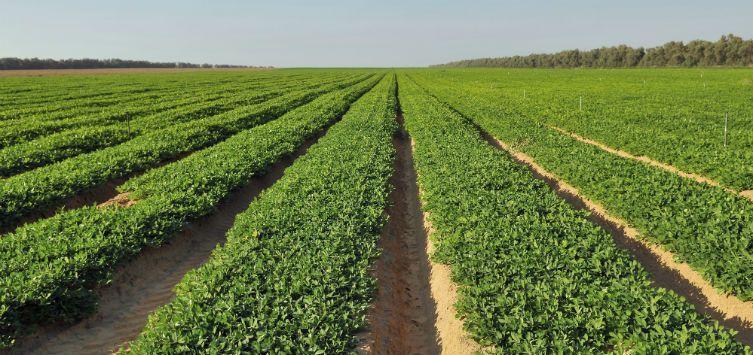 Peanut Per Capita Consumption: New Record for Second Year in a Row