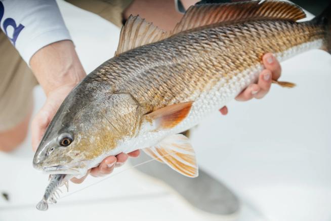 Why You Need a Popping Cork For Redfish | Mustad Fishing