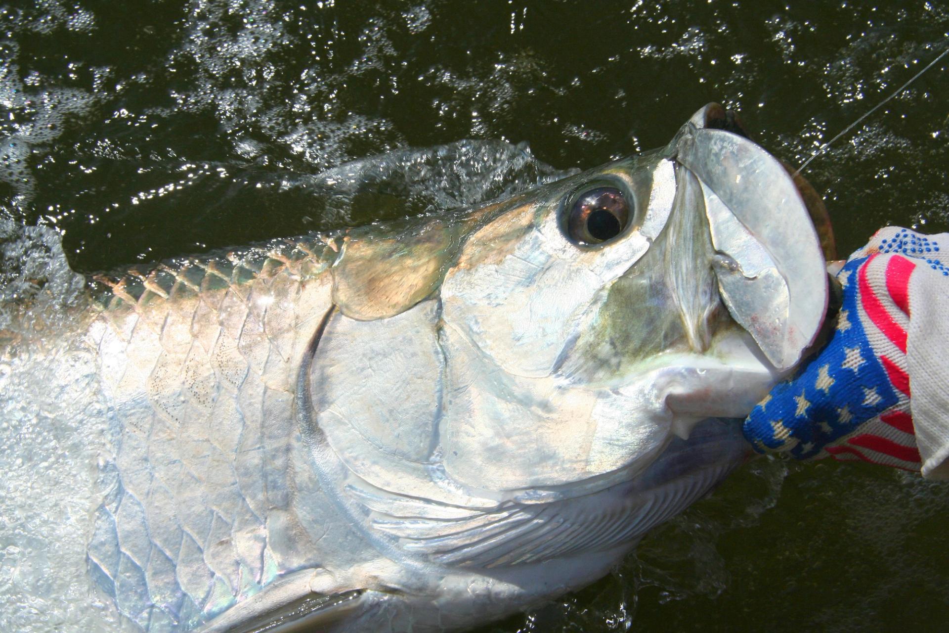 Front Page | Mustad Fishing