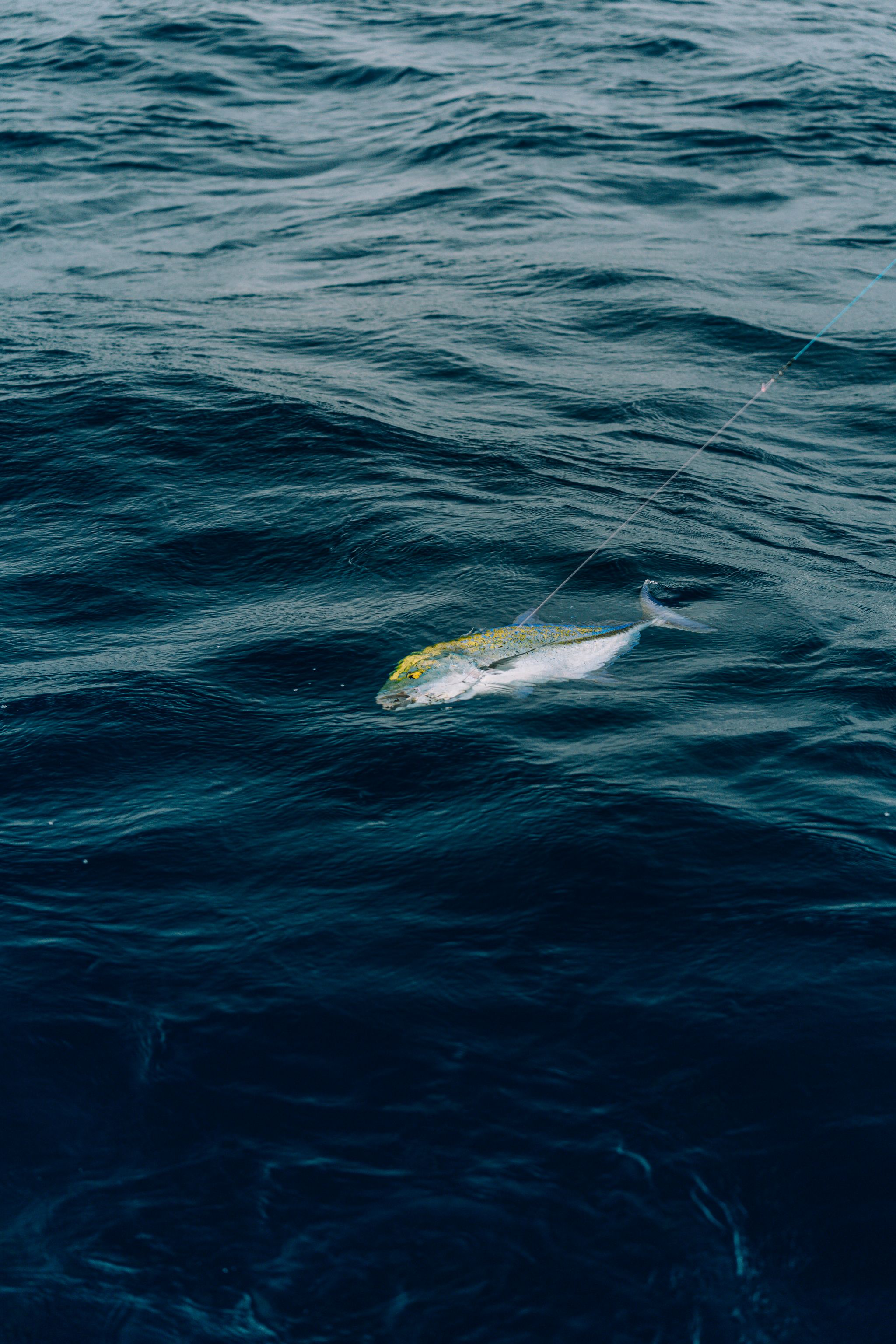 Front Page | TUF-LINE