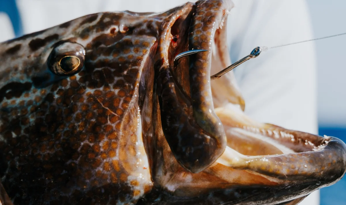 Mustad Fishing | Home