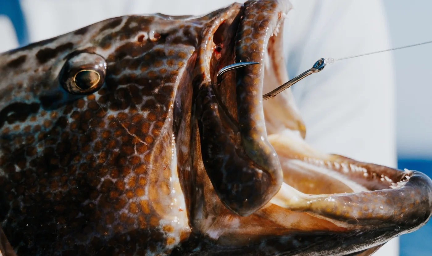 Mustad Fishing | Home