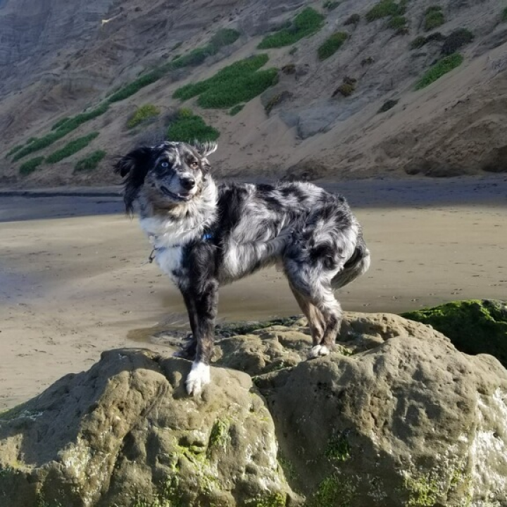 Dogs of Figma | Figma.com