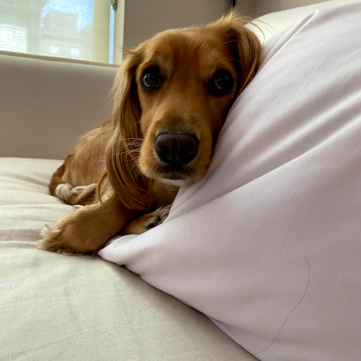 Dogs of Figma | Figma.com