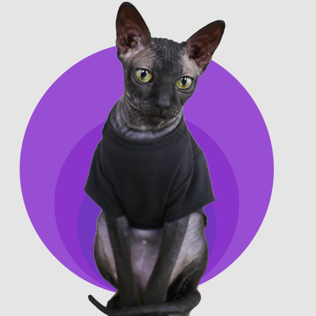 Cats of Figma