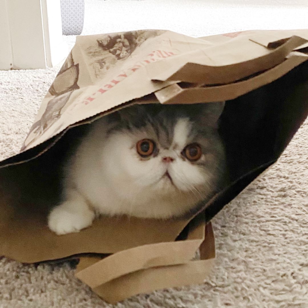 Cats of Figma