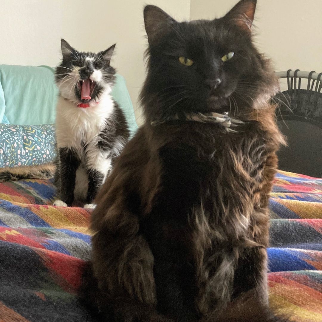 Cats of Figma