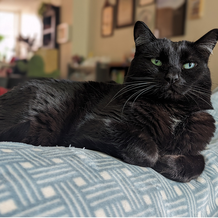 Cats of Figma