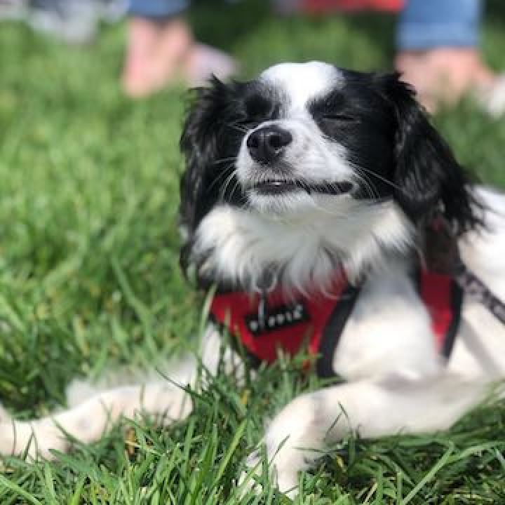 Dogs of Figma | Figma.com