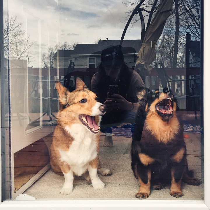 Dogs of Figma | Figma.com