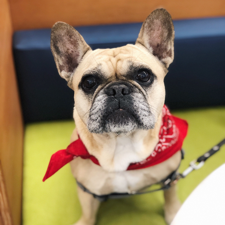 Dogs of Figma | Figma.com