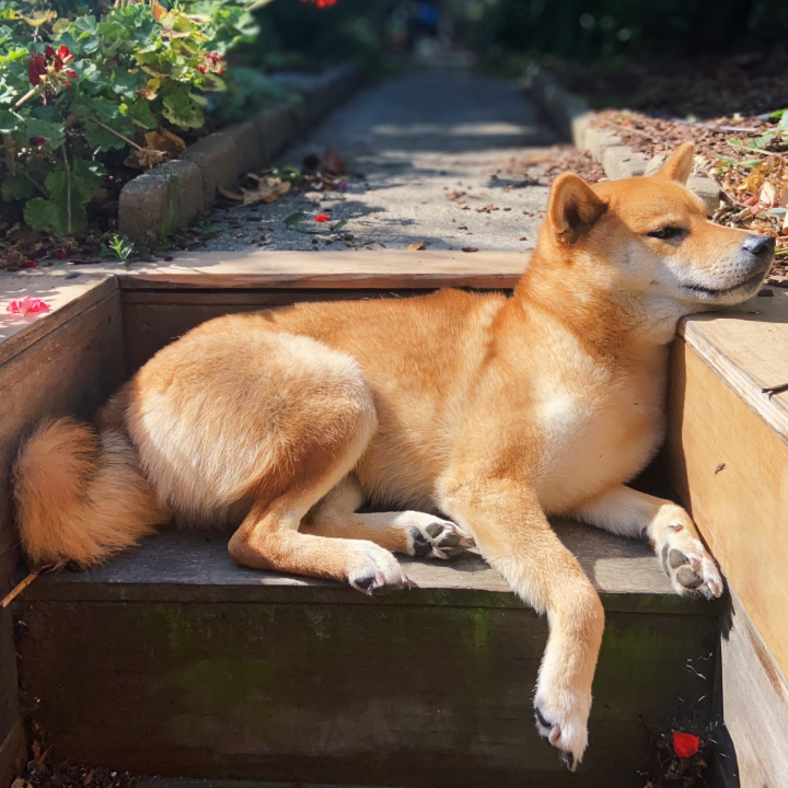 Dogs of Figma | Figma.com