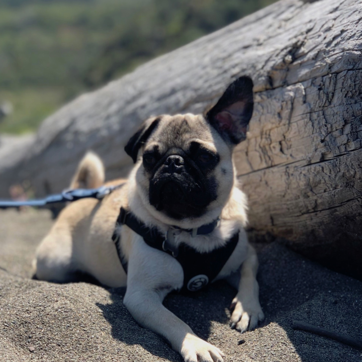 Dogs of Figma | Figma.com