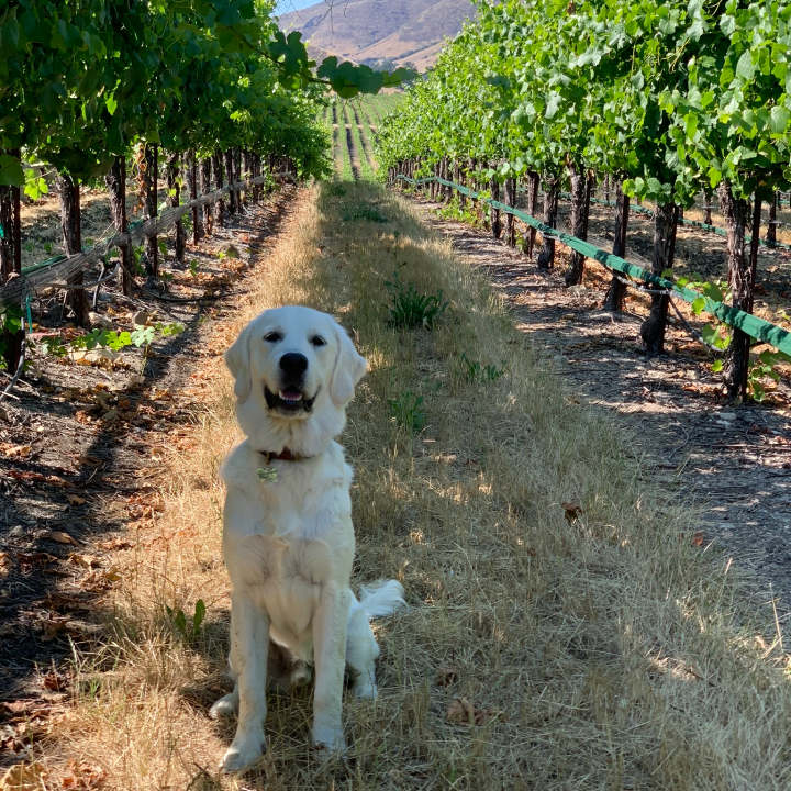 Dogs of Figma | Figma.com