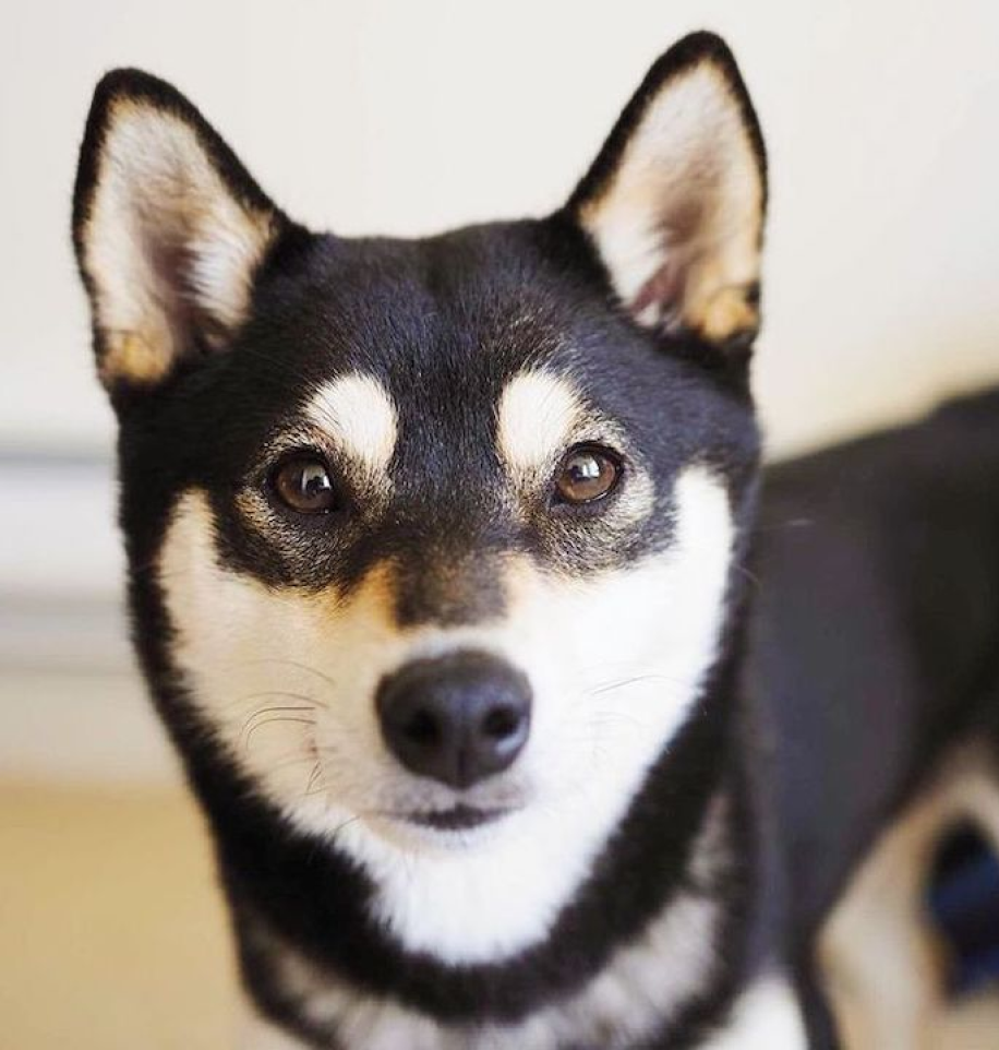 Dogs of Figma | Figma.com