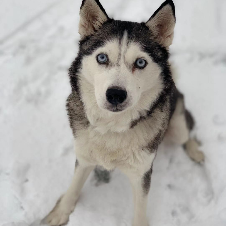 Dogs of Figma | Figma.com