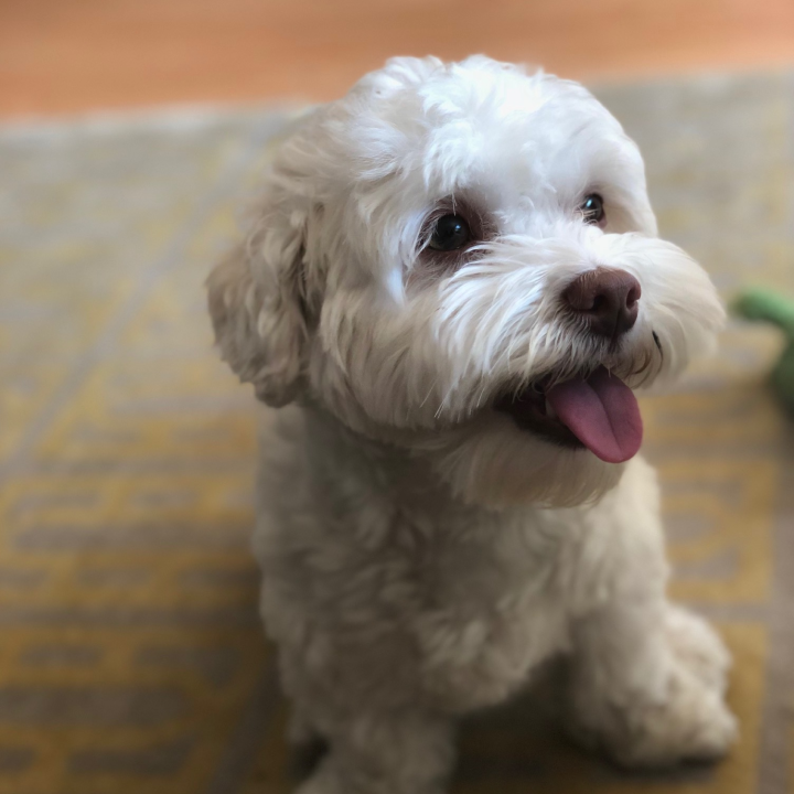 Dogs of Figma | Figma.com