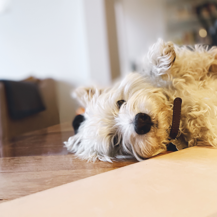 Dogs of Figma | Figma.com