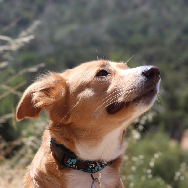 Dogs of Figma | Figma.com