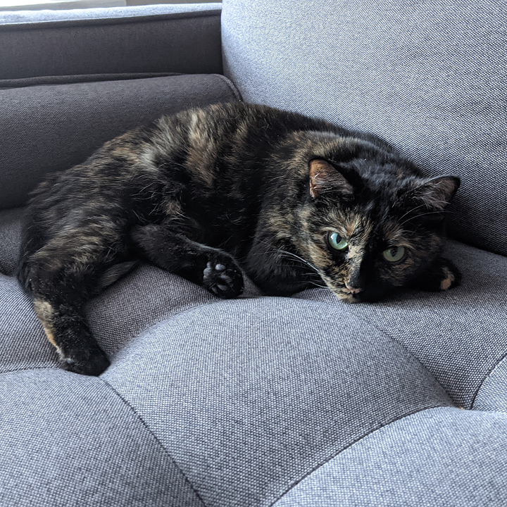 Cats of Figma