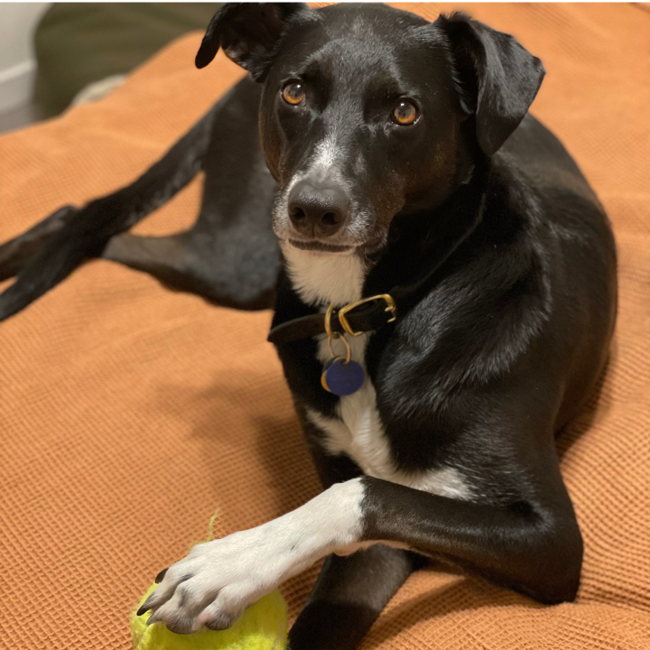 Dogs of Figma | Figma.com