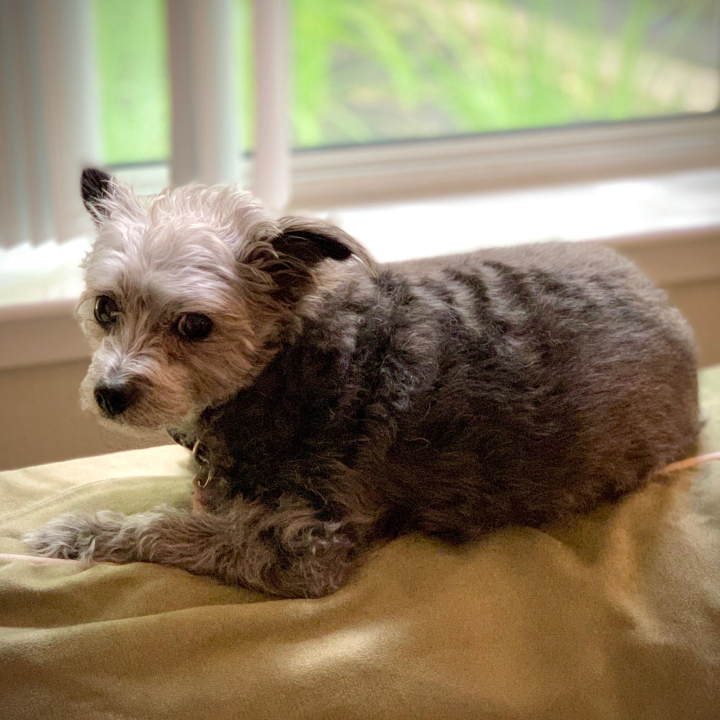 Dogs of Figma | Figma.com