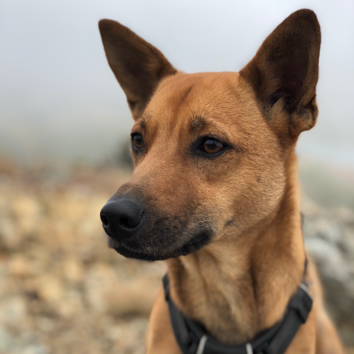 Dogs of Figma | Figma.com