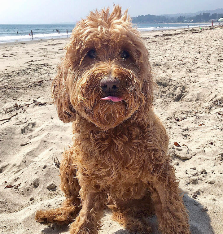 Dogs of Figma | Figma.com