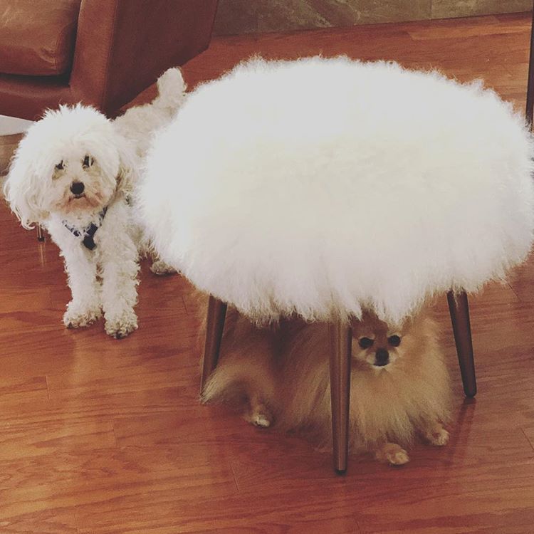 Dogs of Figma | Figma.com