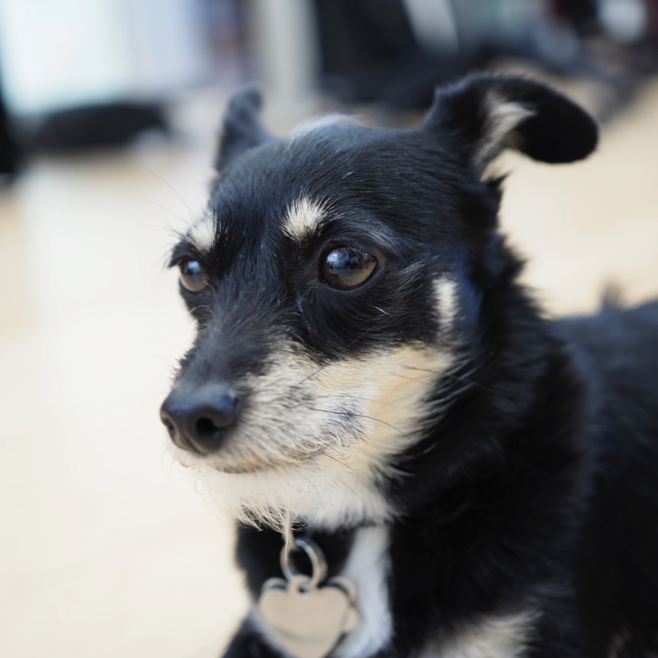 Dogs of Figma | Figma.com