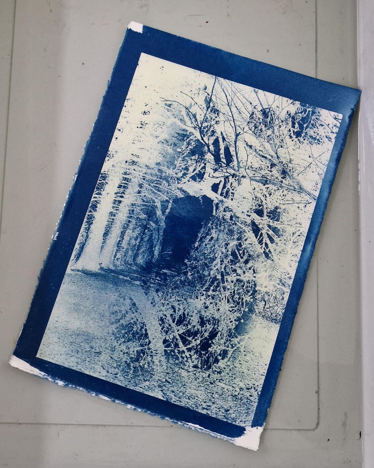 Toned Botanical Cyanotypes | Leicester Print Workshop