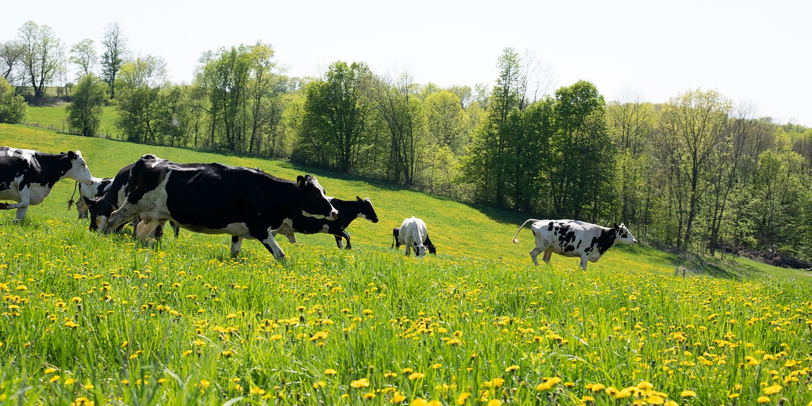Rootstock | Do Cows Care About Daylight Saving Time? | Organic Valley