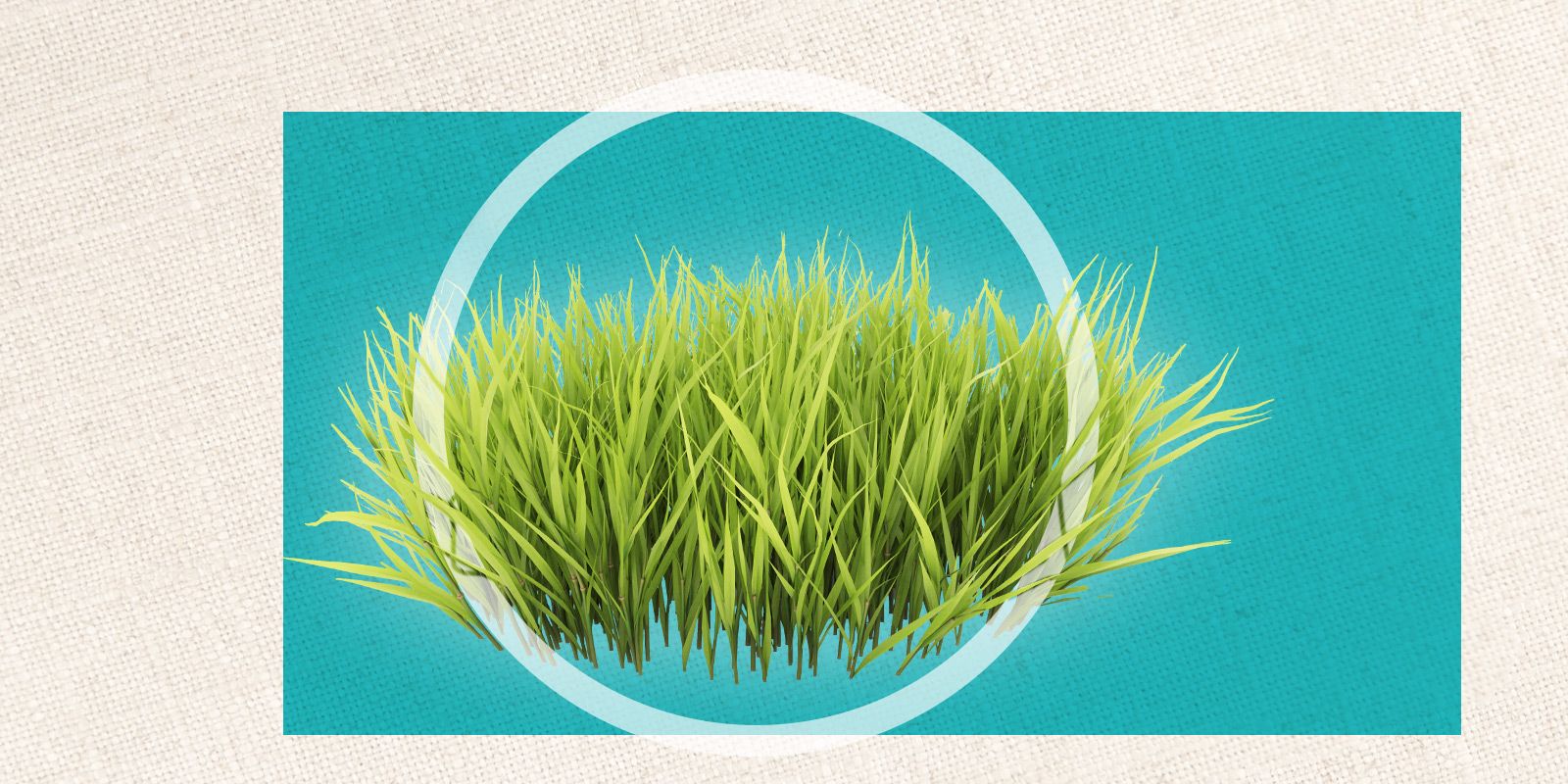 Rootstock | 5 Fascinating Things About Grass | Organic Valley