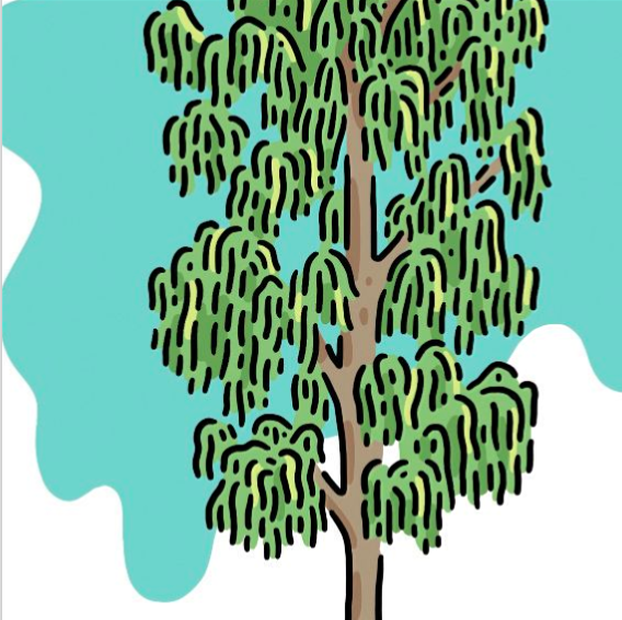 Learn more about the Rimu tree and more native trees of New Zealand ...