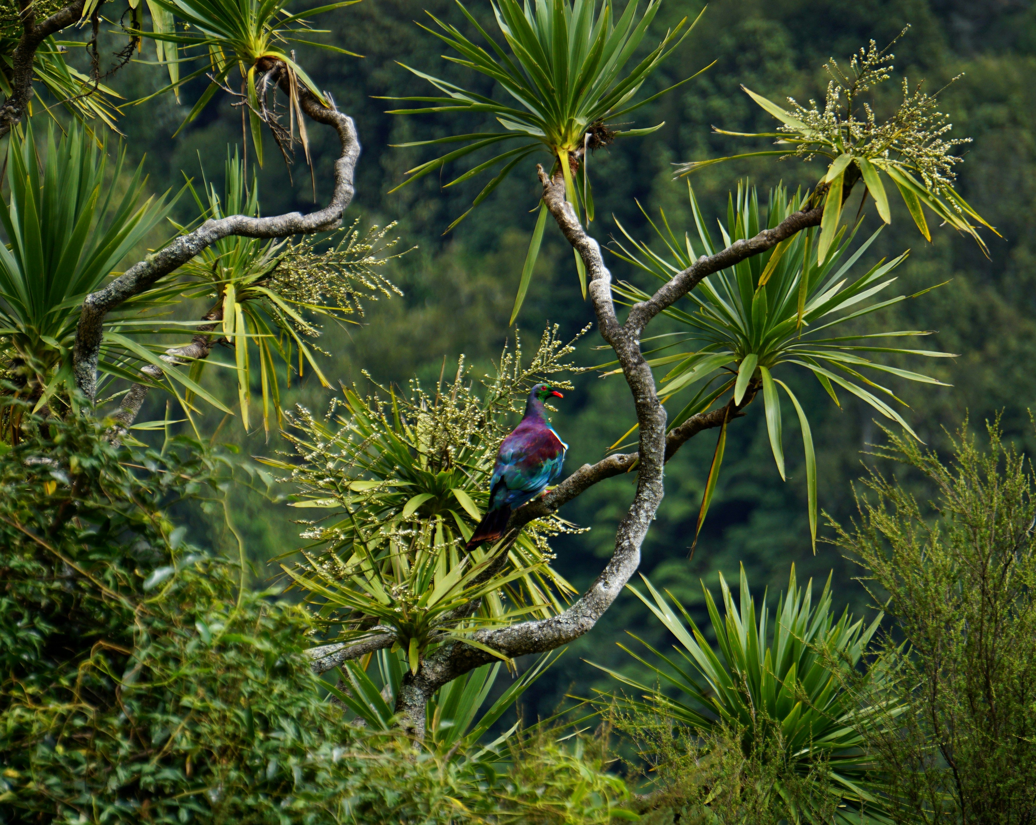 Birds, berries, and the delicate balance of Aotearoa’s ecosystems ...