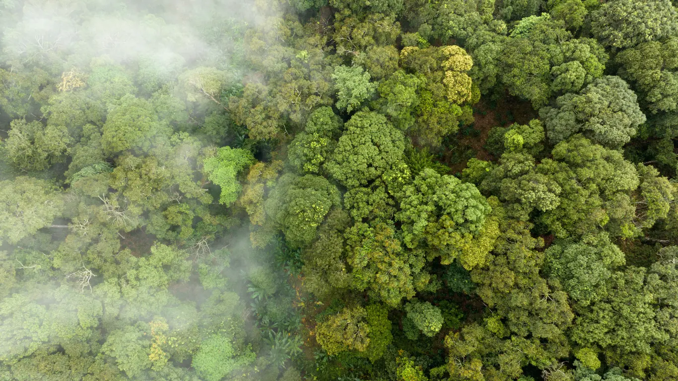 Restoring nature for biodiversity and climate resilience | Trees That Count